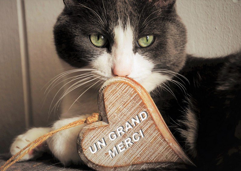 UN GRAND MERCI - ANIMAUX EN PÉRIL